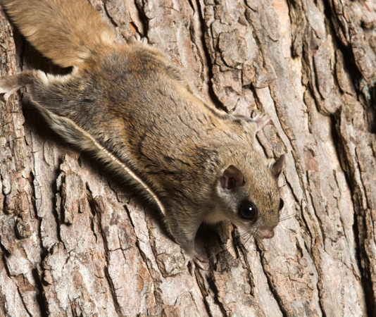 Our Blog | QualityPro Pest & Wildlife Services