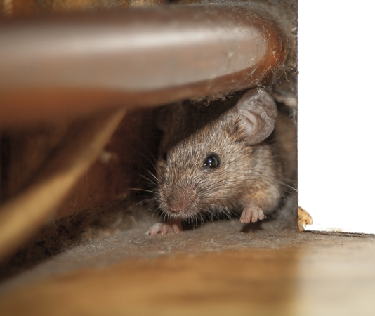 Our Blog | QualityPro Pest & Wildlife Services