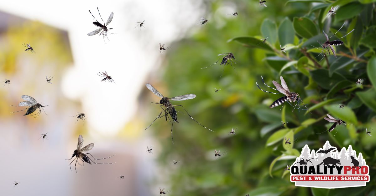 The Top Pests to Watch Out for In the Summertime