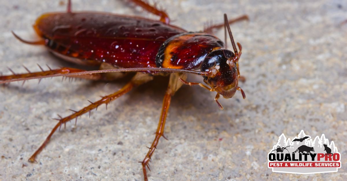 What is the Best Way to Get Rid of Cockroaches in My Home?