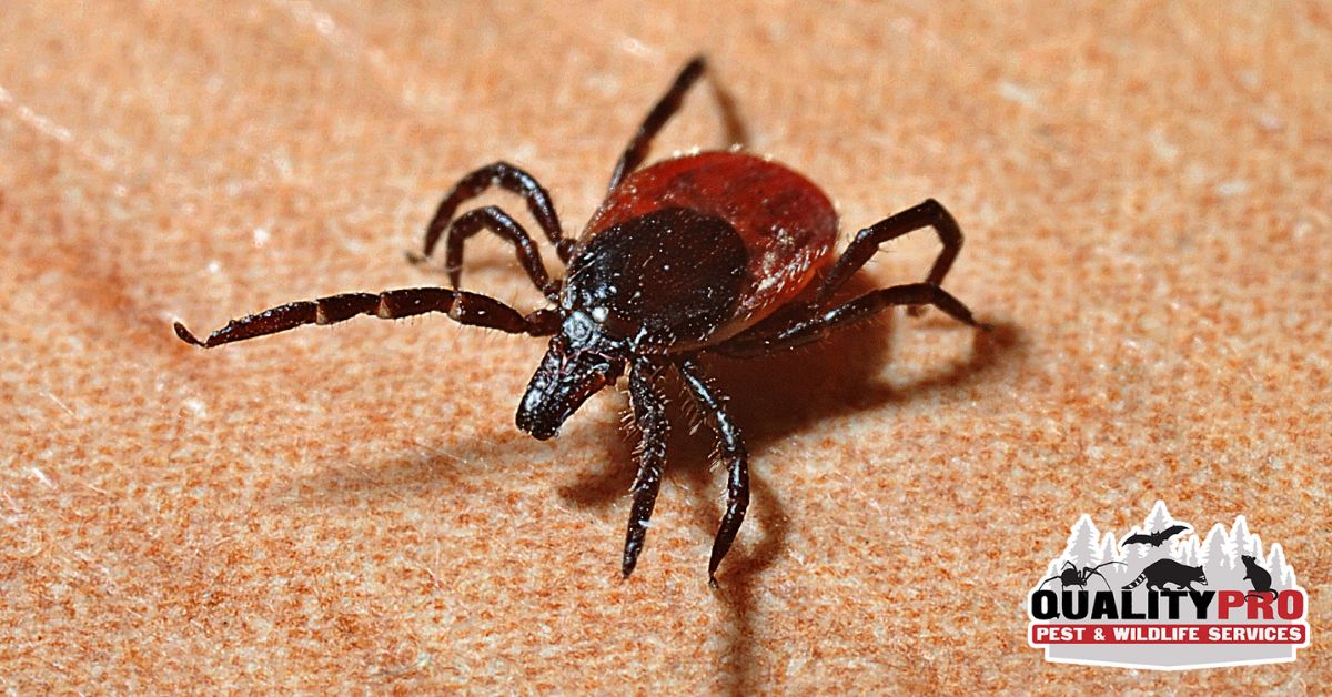 What to Do If You Find Ticks in Your Home