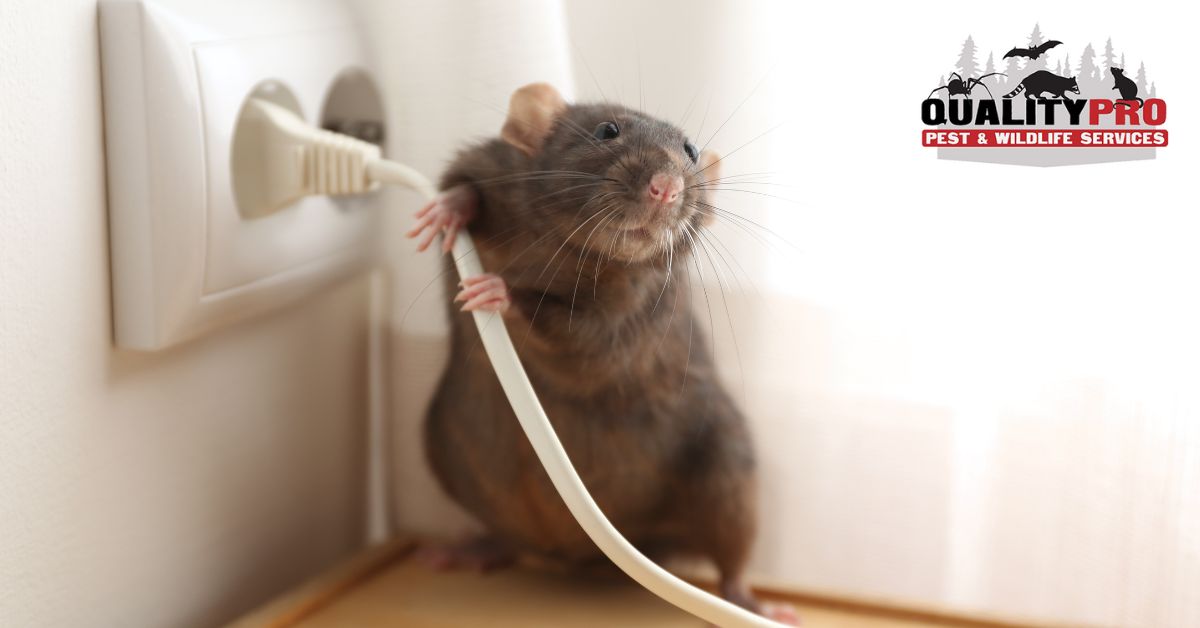 Rat-Proofing Your Commercial Restaurant Space: Tips and Strategies to ...