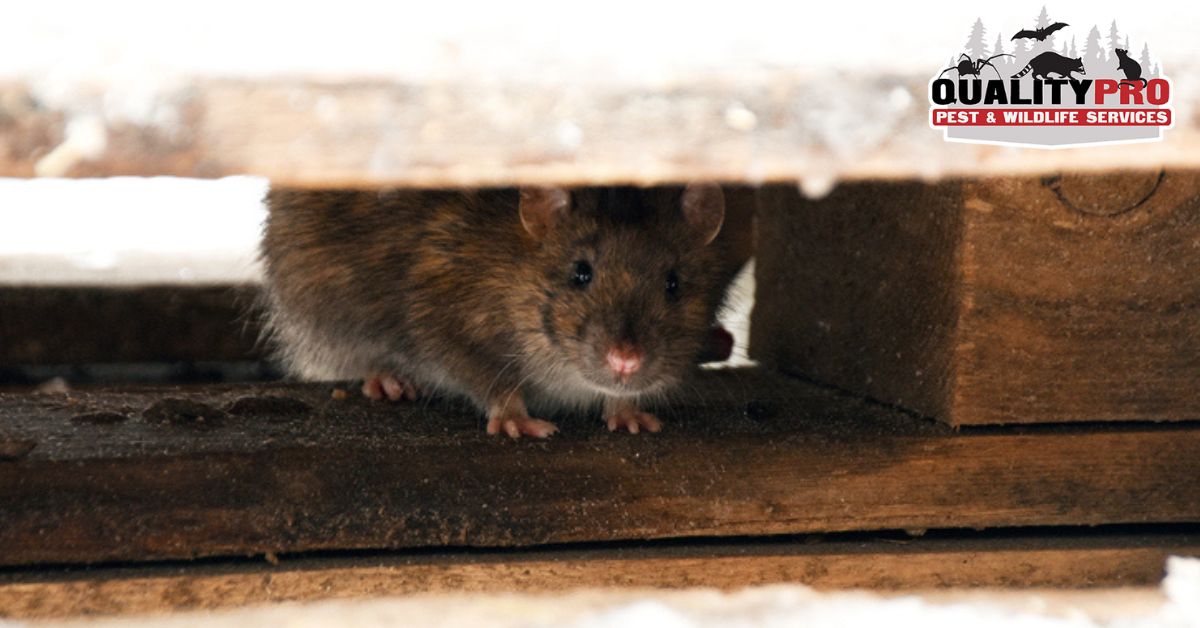 Why Rodent Sightings Increase During Winter